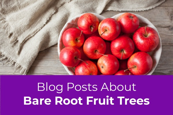 Bare Root Fruit Trees- Learn All About Growing