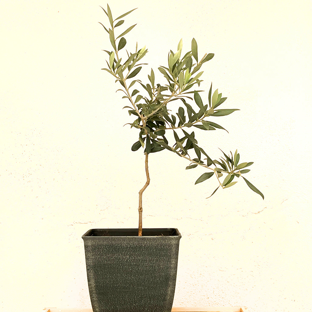 Decorative Skylark Dwarf Fruitless Olive Tree