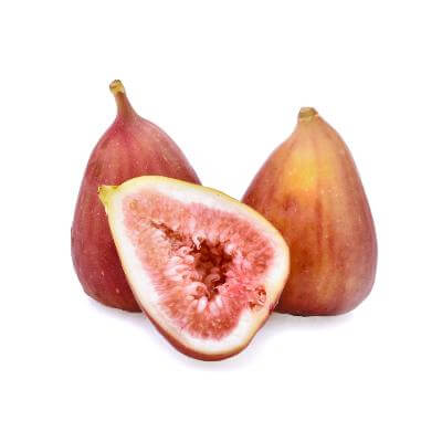 Flanders Fig Tree