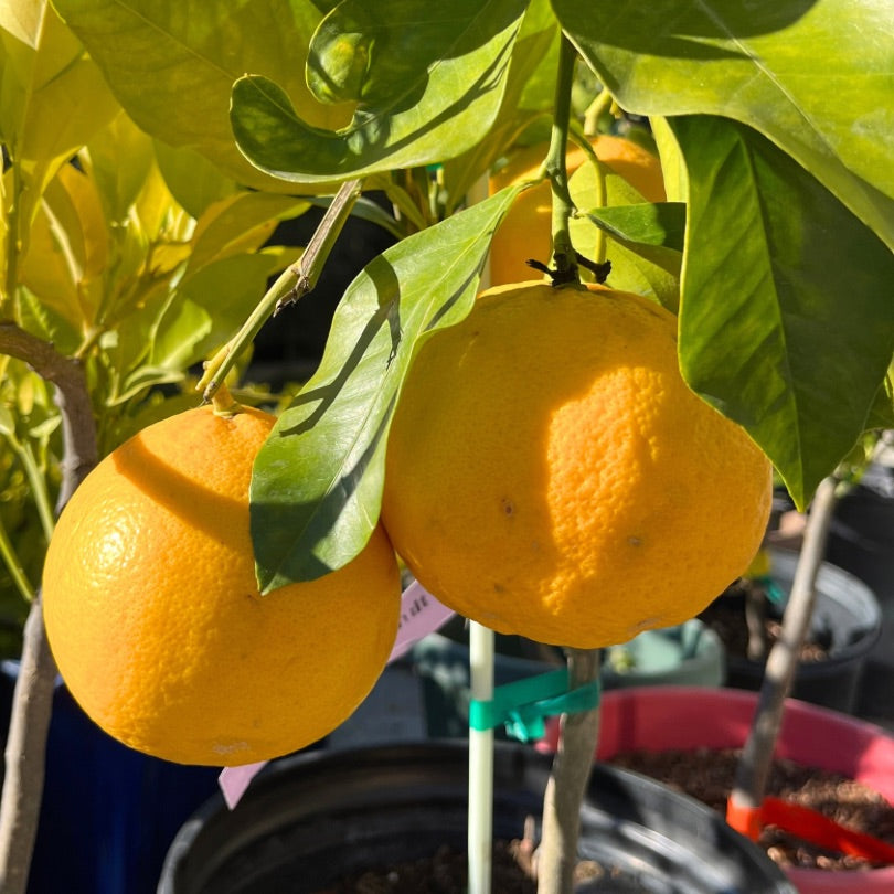 Cocktail Semi-Dwarf Grapefruit Tree