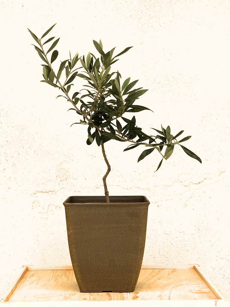 Decorative Skylark Dwarf Fruitless Olive Tree