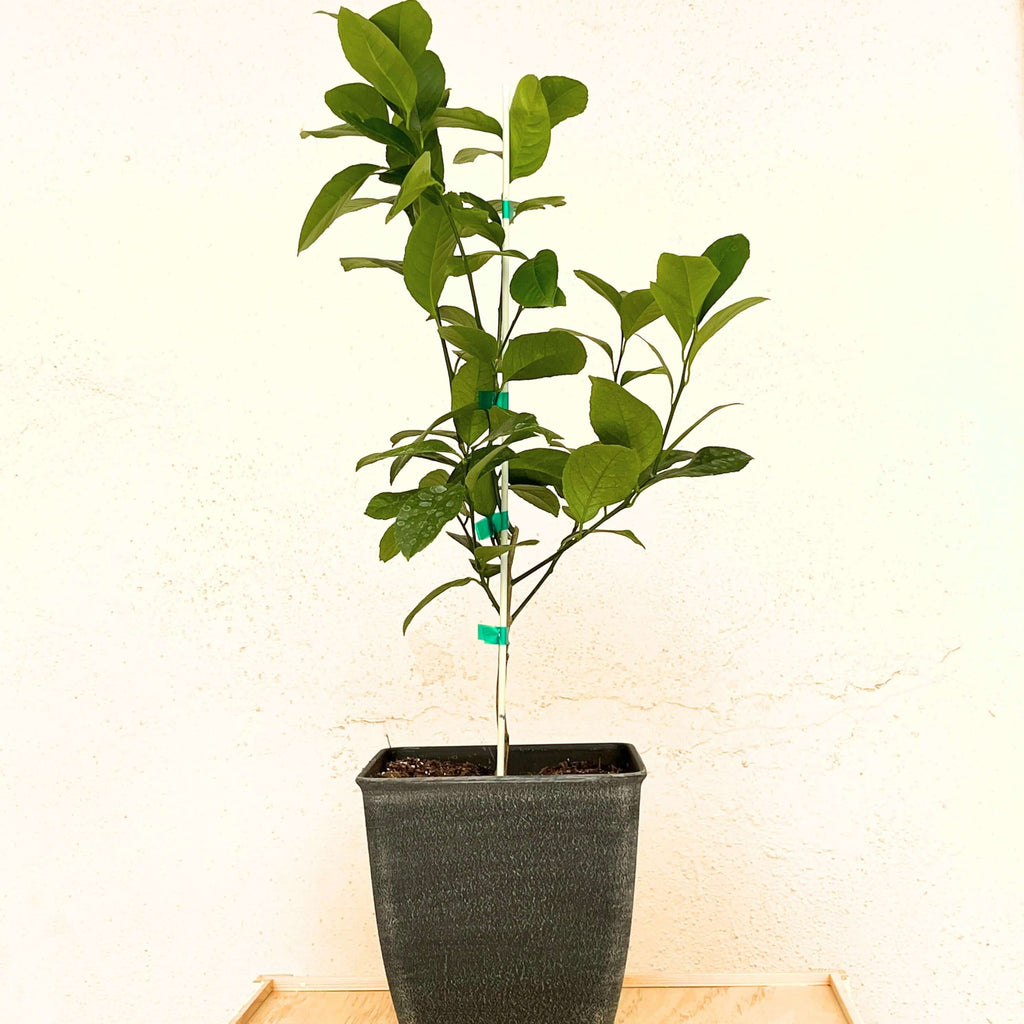 Meyer Lemon Tree - Gift-Ready & Decorative Lifestyle Plant