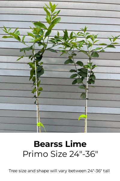 Bearss Seedless (Tahitian/Persian) Semi-Dwarf Lime Tree