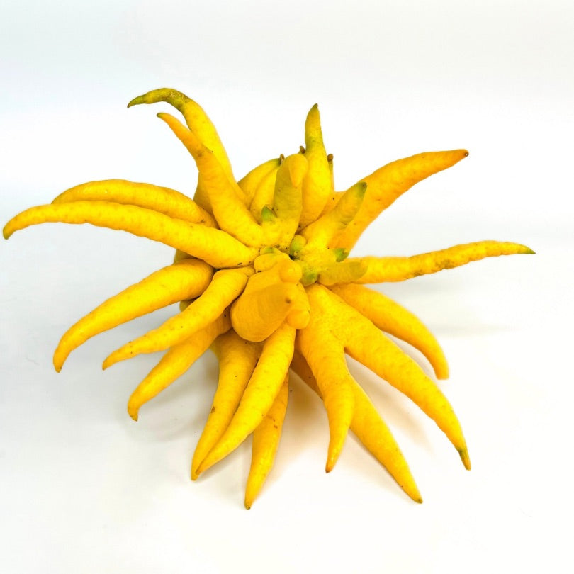 Buddha's Hand Citron Bush