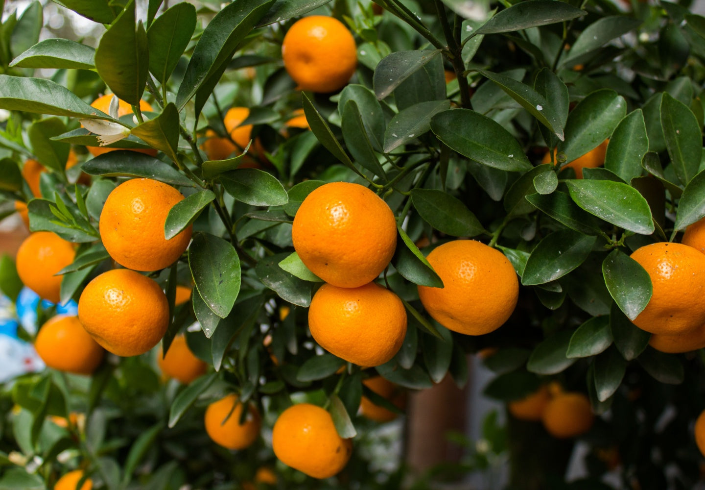 Four Winds Growers: Citrus Trees