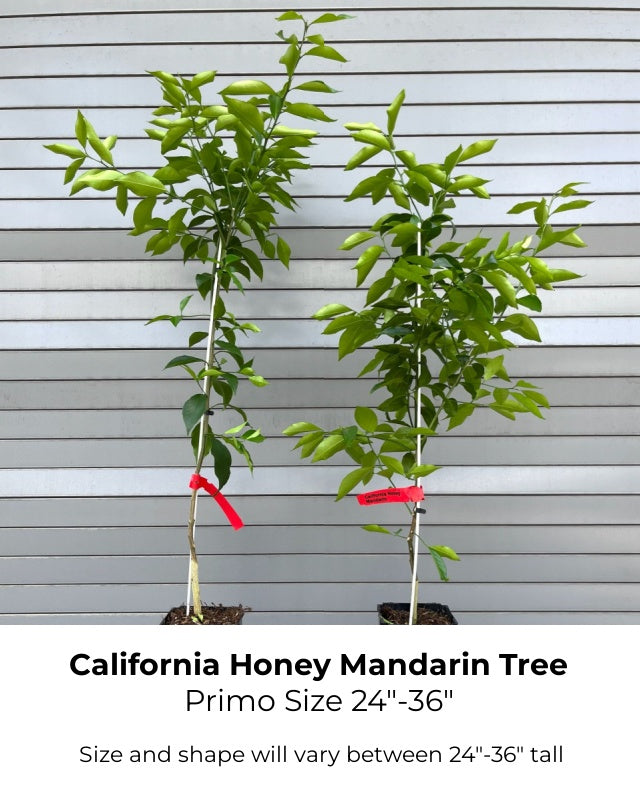 California Honey Semi-Dwarf Mandarin Tree