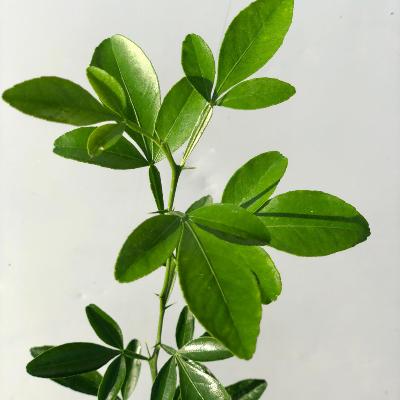 C-35 Citrus Rootstock