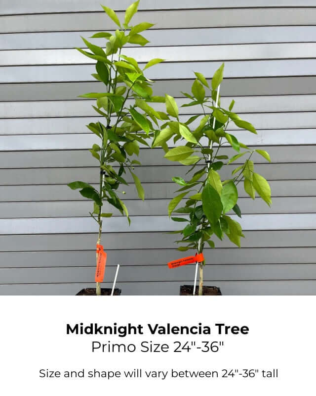 Midknight Valencia Sweet Semi-Dwarf Orange Tree