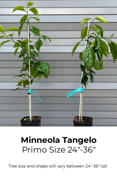Minneola Semi-Dwarf Tangelo Tree