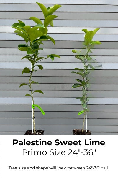 Palestine Sweet Semi-Dwarf Lime Tree
