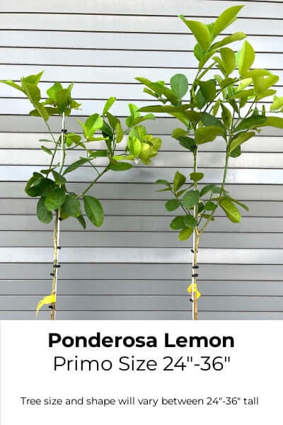 Ponderosa Lemon Tree - Extra Large Lemons