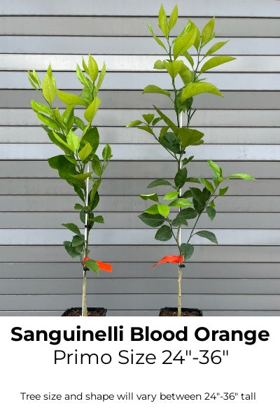 Sanguinelli Blood Semi-Dwarf Orange Tree