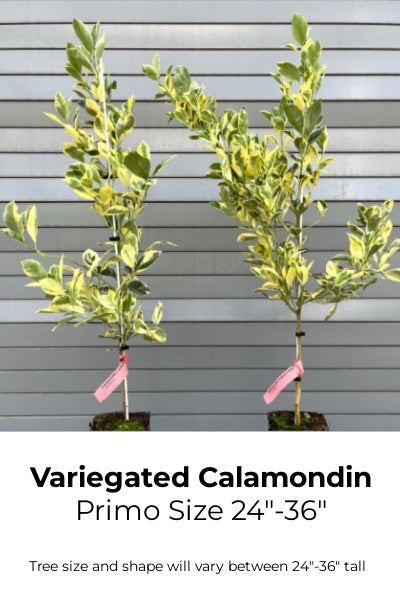 Variegated Calamondin/ Calamansi Semi-Dwarf Tree