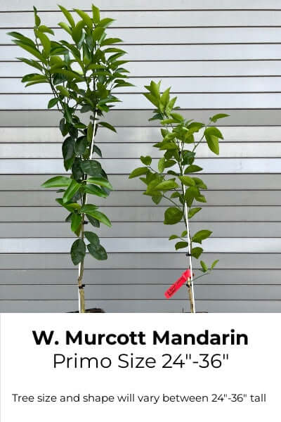 W. Murcott Mandarin Tree- Classic Flavor, Easy to Peel