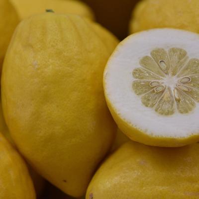 Etrog/ Ethrog Semi-Dwarf Citron Tree