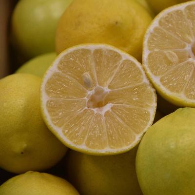 Palestine Sweet Semi-Dwarf Lime Tree