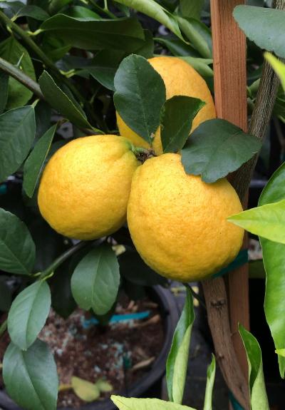 New Zealand Lemonade Semi-Dwarf Lemon Tree